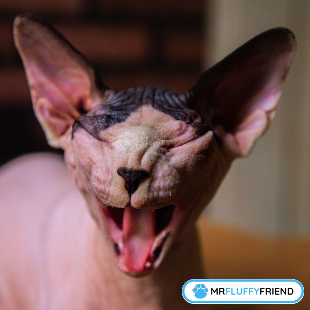 Pourquoi un chat éternue-t-il ? Raisons courantes et solutions ...